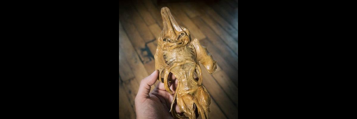 Jenny Haniver, creature from cabinets of curiosities | RELICS
