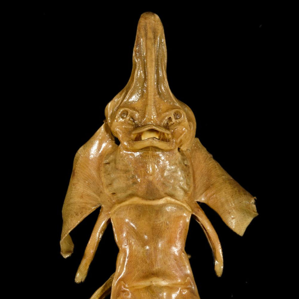JENNY HANIVER 1 | RELICS